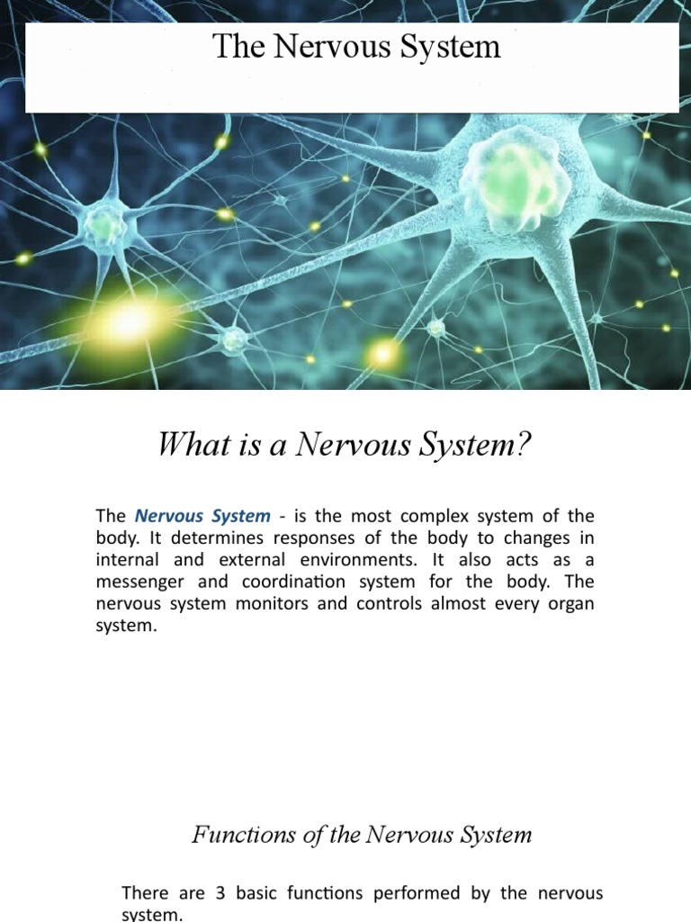 The Nervous System (Edited) | PDF | Nervous System | Central Nervous System