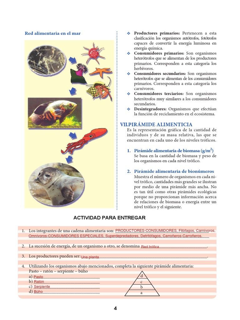 Actividad Resuelta Sobre La Cadena Alimenticia | PDF | Red alimentaria ...