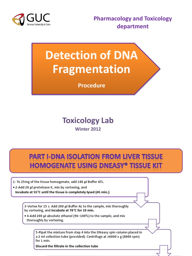 Detection of DNA Fragmentation: Toxicology Lab | Download Free PDF ...