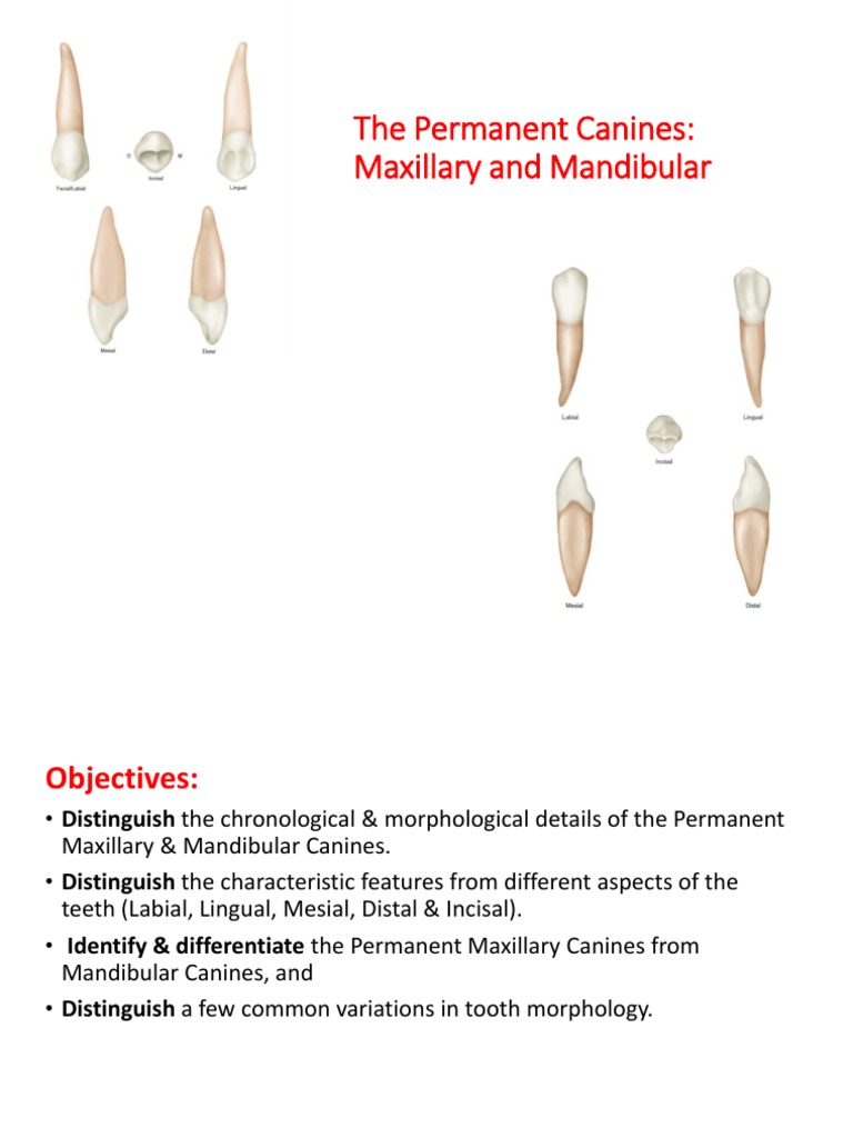 The Permanent Canines: Maxillary and Mandibular | PDF | Tooth | Dental ...