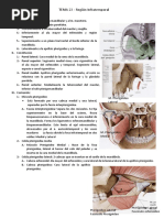 Región Labial de La Cara. | PDF | Labio | Anatomía humana