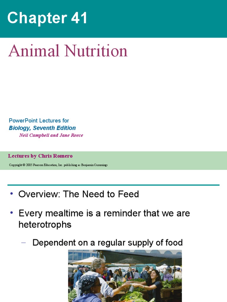 Animal Nutrition: Powerpoint Lectures For | PDF | Stomach | Human ...
