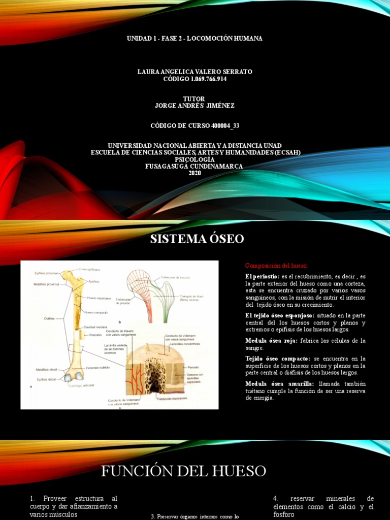 Introducción a la locomoción humana | PDF | Músculo | Hueso