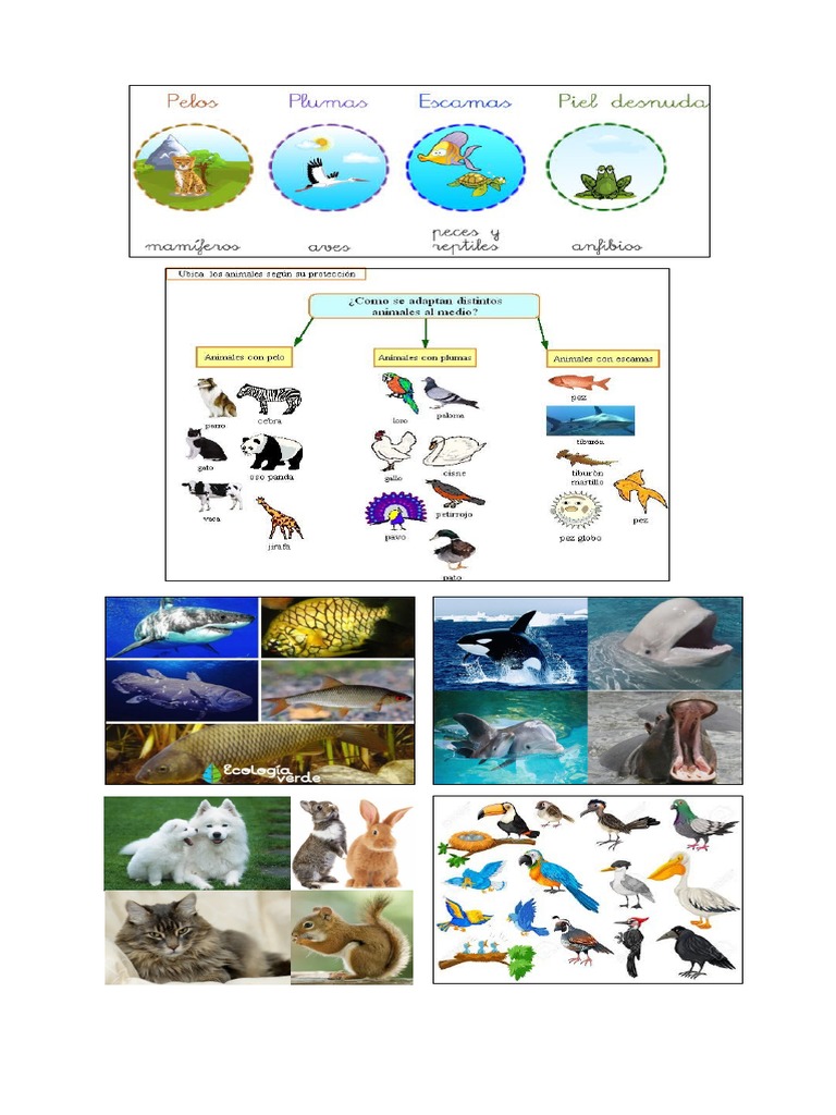Animales Cubiertos de Plumas, Piel, Pelo y Escamas | PDF
