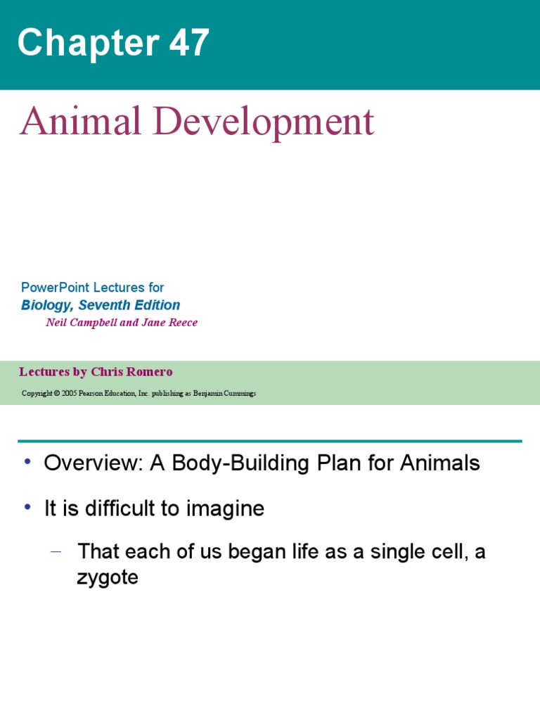 Animal Development: Powerpoint Lectures For | PDF | Fertilisation ...