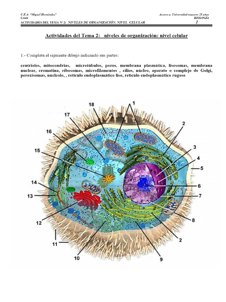 Actividades Del Tema 2 - Niveles de Organización - Nivel Celular PDF | PDF