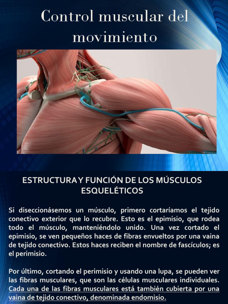 Control Muscular Del Movimiento PDF | PDF | Contracción muscular | Músculo