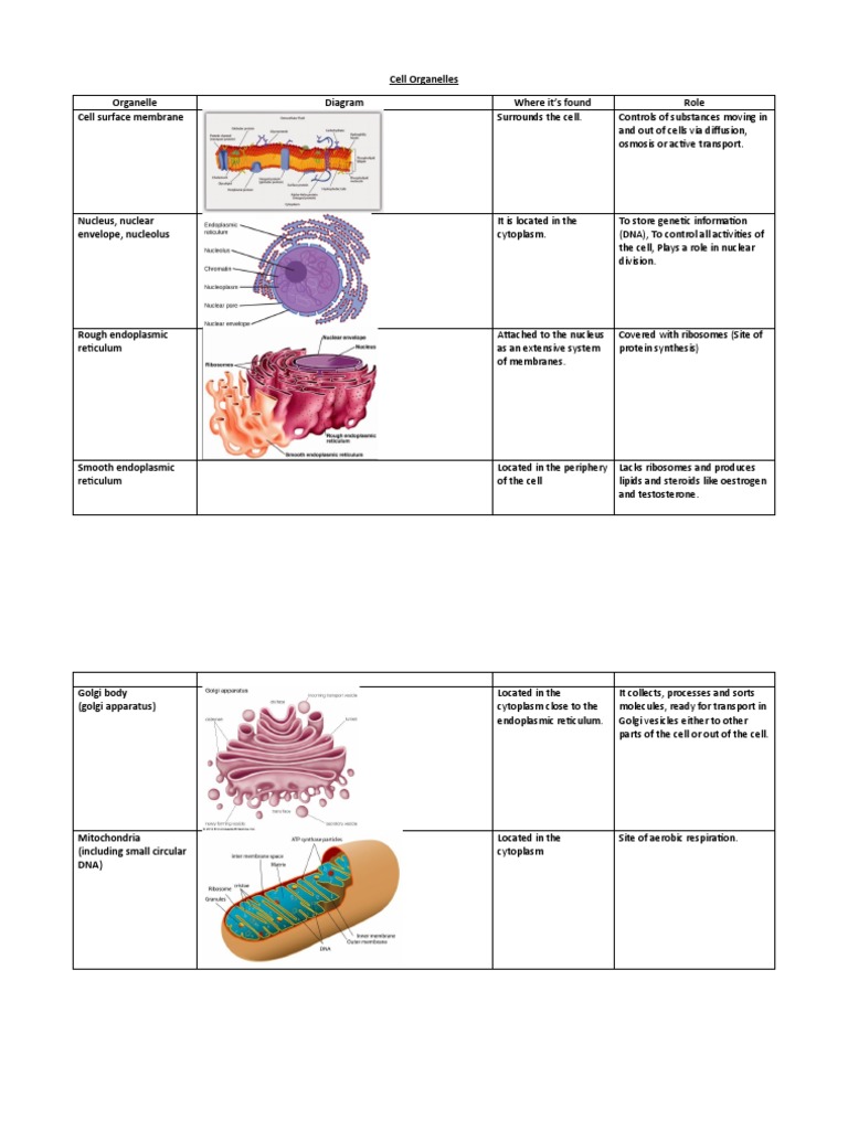 Cell Organelles Organelle Diagram Where It's Found Role Cell Surface ...