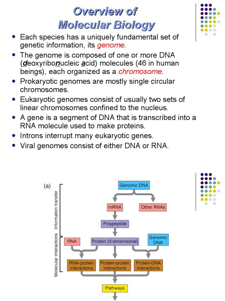 Overview of Molecular Biology: Genome | PDF | Rna | Translation (Biology)