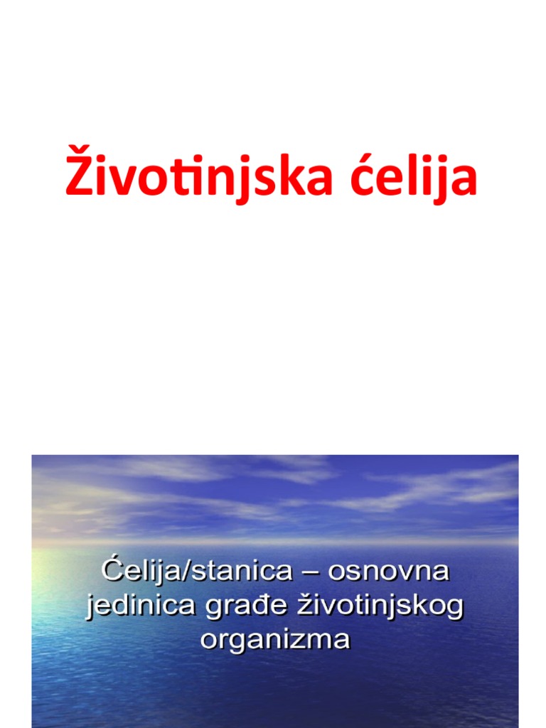 Zivotinjska Celija 1 | PDF