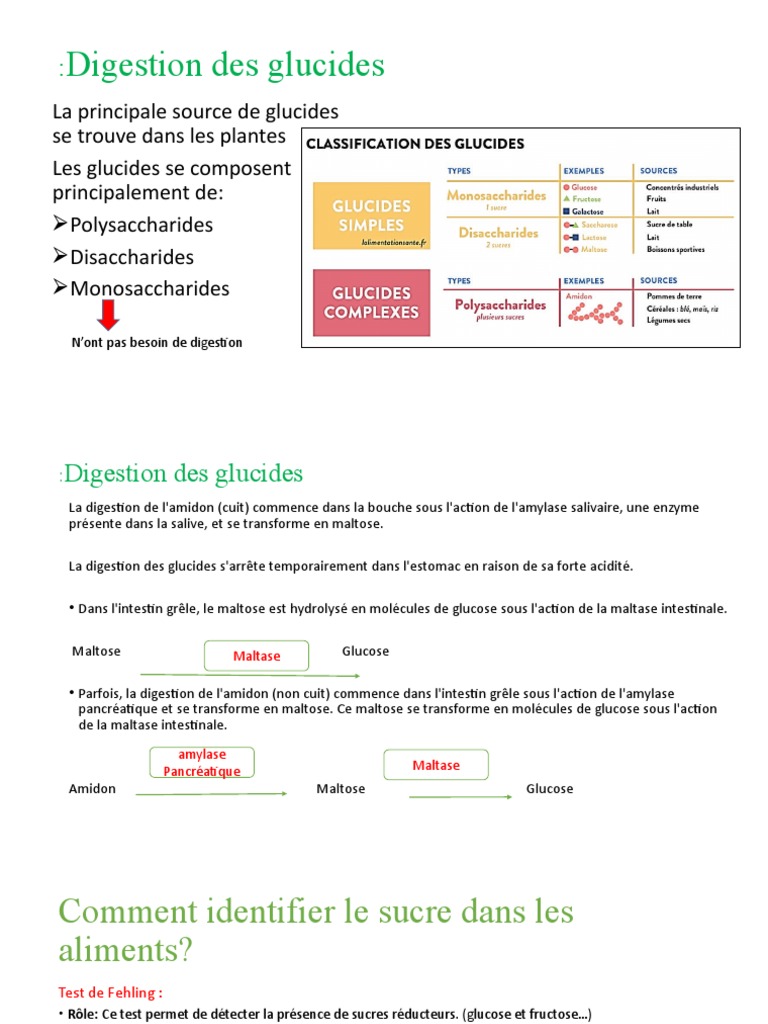 Comprendre la Digestion des Glucides | PDF
