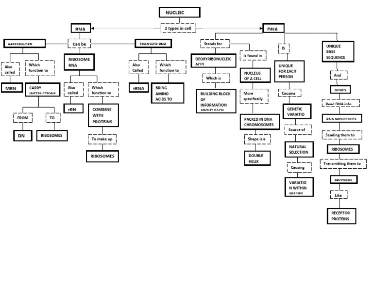 Nucleic Acid Concept Map | PDF | Rna | Molecular Biophysics
