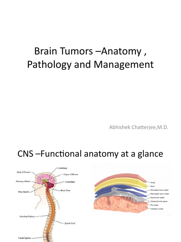 Brain Tumors Anatomy Pathology and Management | PDF | Radiation Therapy ...