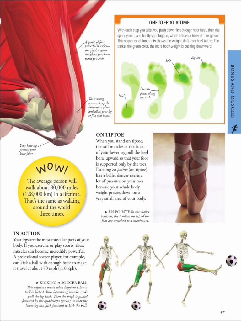 Human Body - A Visual Encyclopedia (PDFDrive) - 59-68 | PDF | Vein | Blood Vessel
