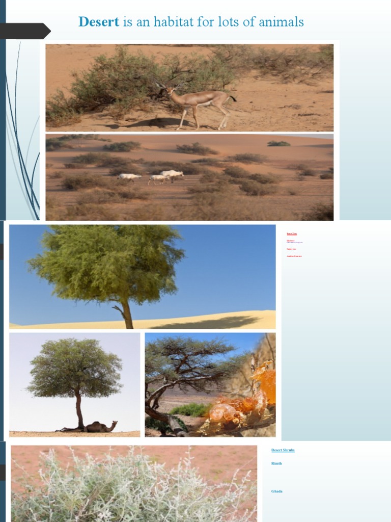 Desert Habitat: Trees and Shrubs | PDF