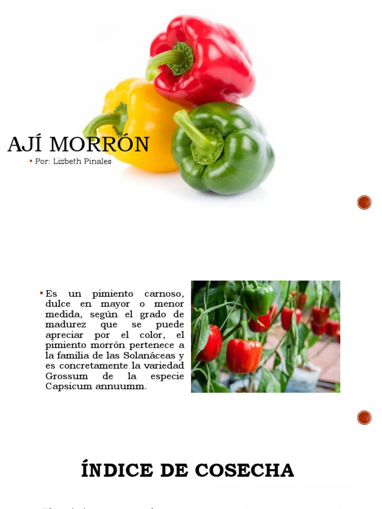 Ají Morrón 1 | PDF