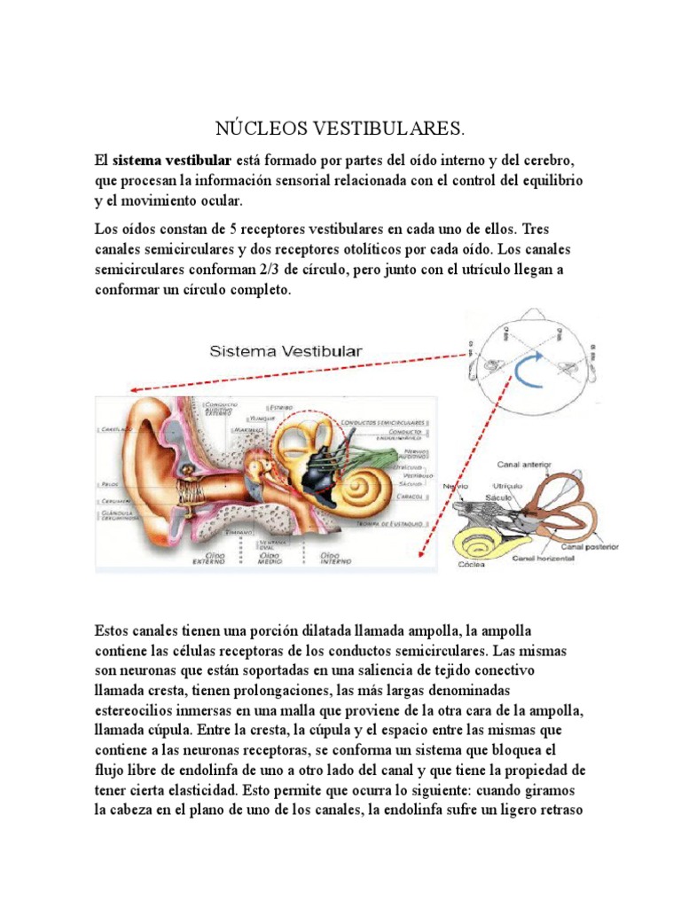 Sistema Vestibular | PDF | Naturaleza | Science