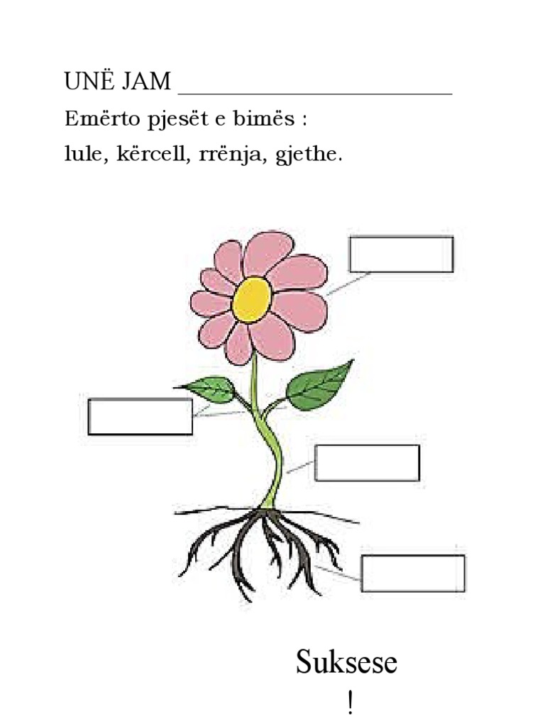 Pjeset e Bimes | PDF