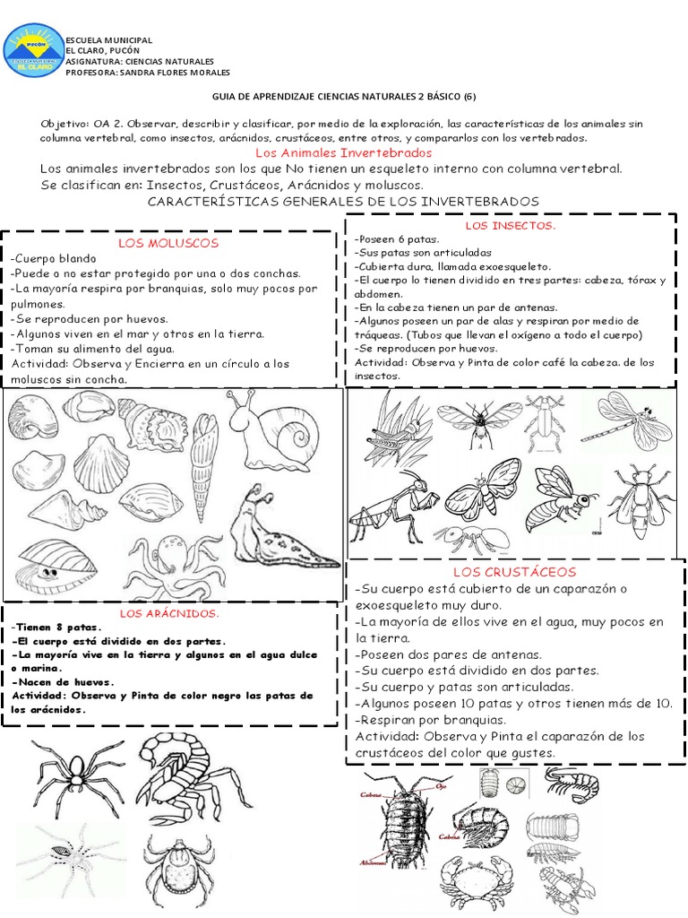 Guía de Invertebrados para 2° Básico | PDF | Insectos | Crustáceo