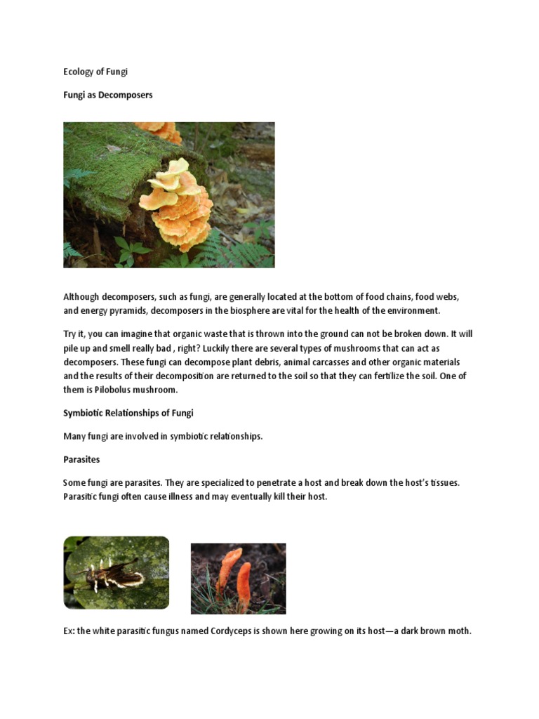 Ecology of Fungi | PDF | Fungus | Plants