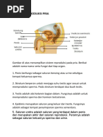 12 Sistem Organ Tubuh Manusia Beserta Gambar Dan Fungsinya | PDF