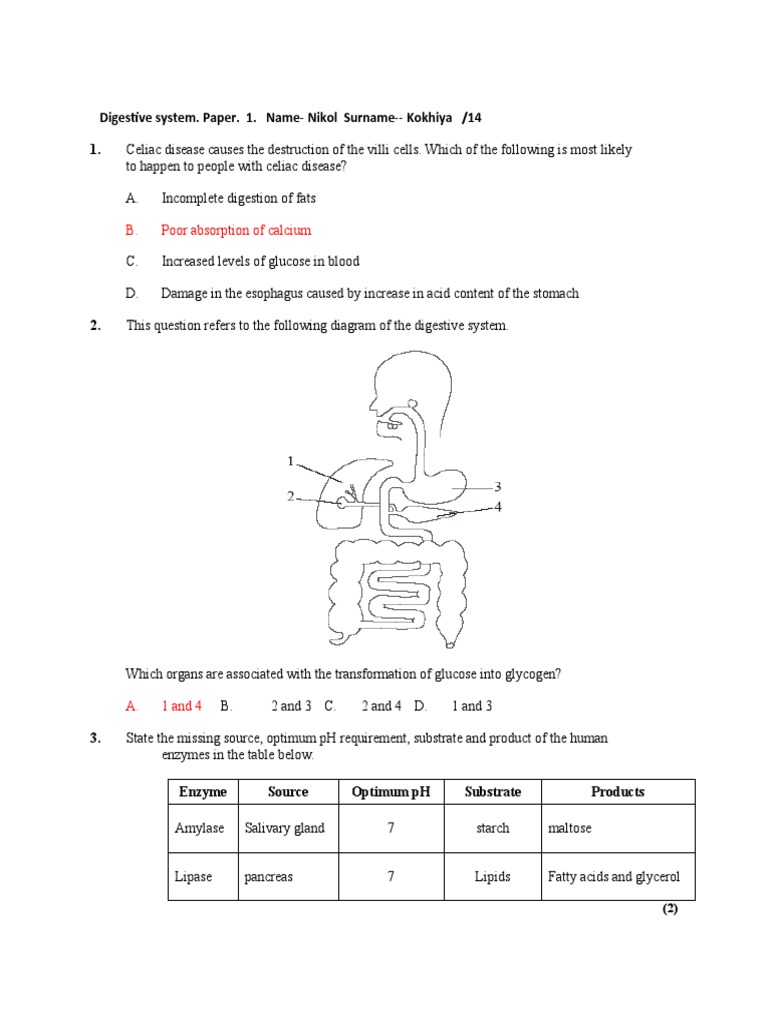 Digestive System Overview and Functions | PDF | Digestion | Human ...