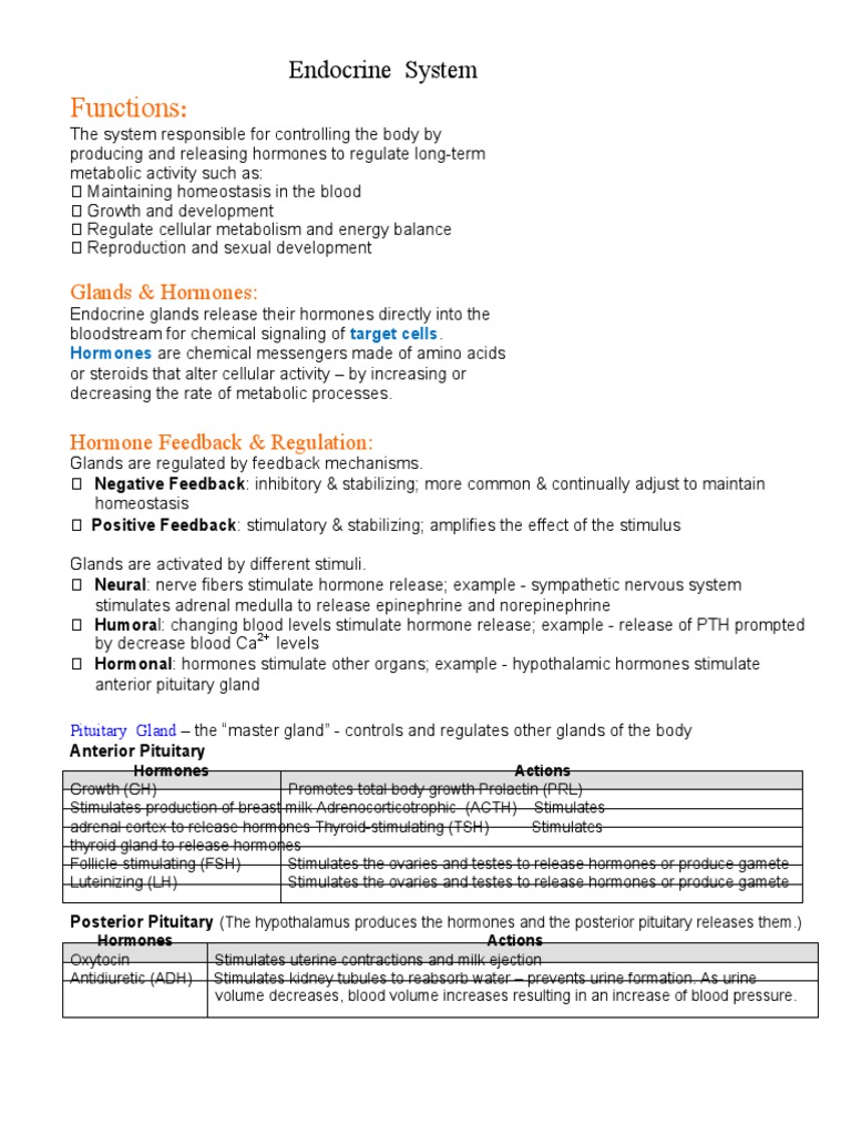 Endocrine System NOTES | PDF | Adrenal Gland | Hormone