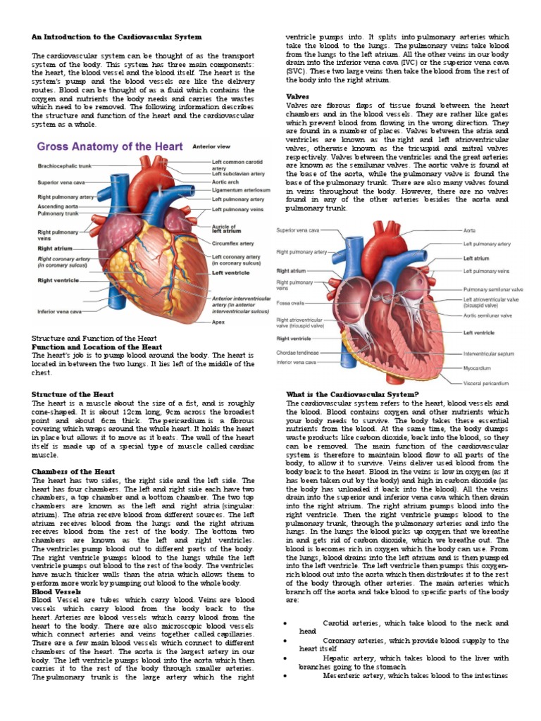An Introduction To The Cardiovascular System Pdf Heart Valve