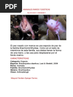 Pez rosado con manos: características y hábitat | PDF | Pescado | Zoología