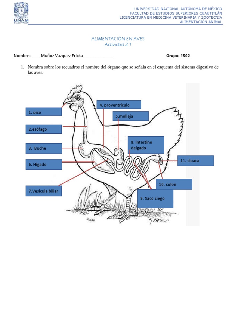 Anatomía y Fisiología Digestiva de Aves | PDF | Digestión | Sistema digestivo humano