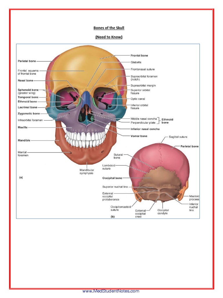 A P 1 Bones Of The Skull 4p Pdf