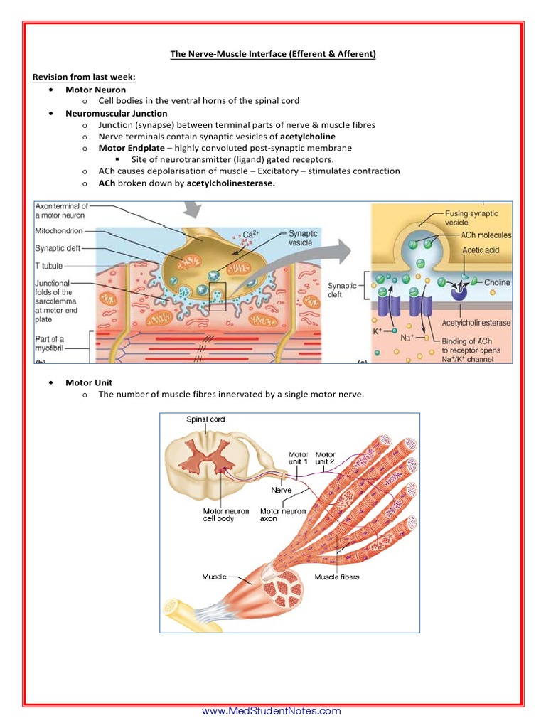 A&P - 4b. The Nerve-Muscle Interface (7p) | PDF | Motor Neuron ...