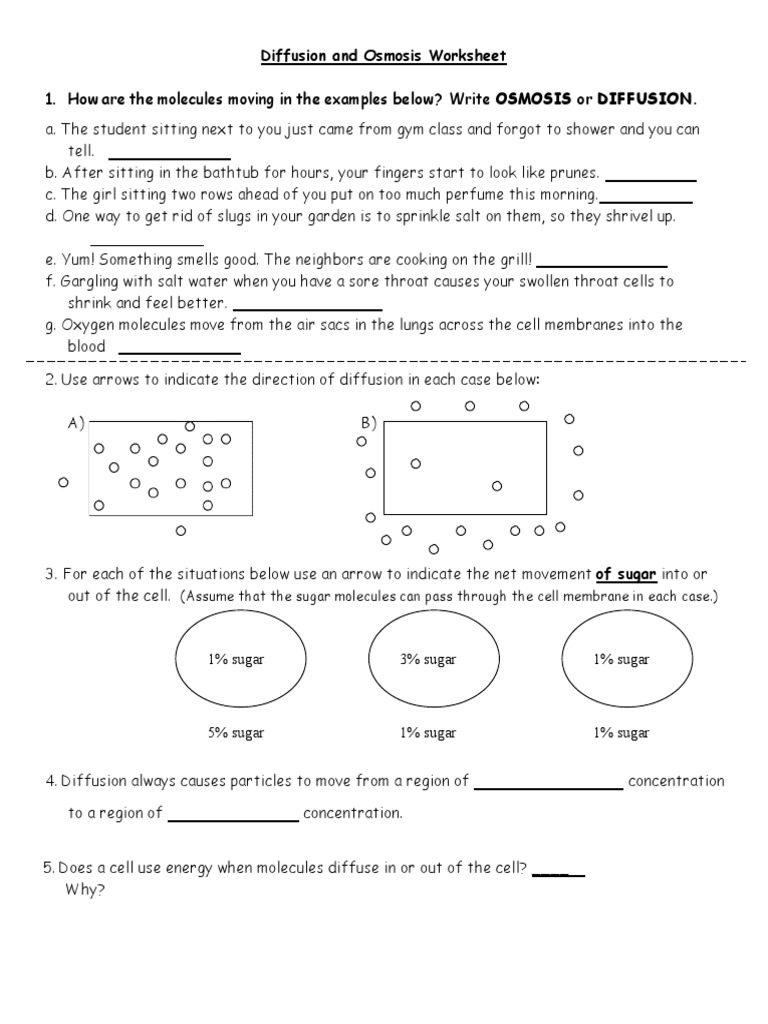 Diffusion and Osmosis Worksheet Guide | PDF | Osmosis | Cell Biology