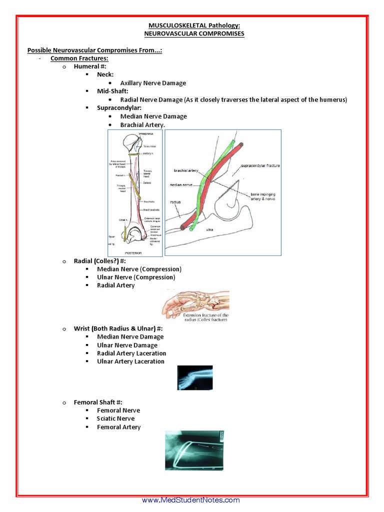 PATH - Neurovascular Compromises (4p) | PDF | Anatomical Terms Of ...