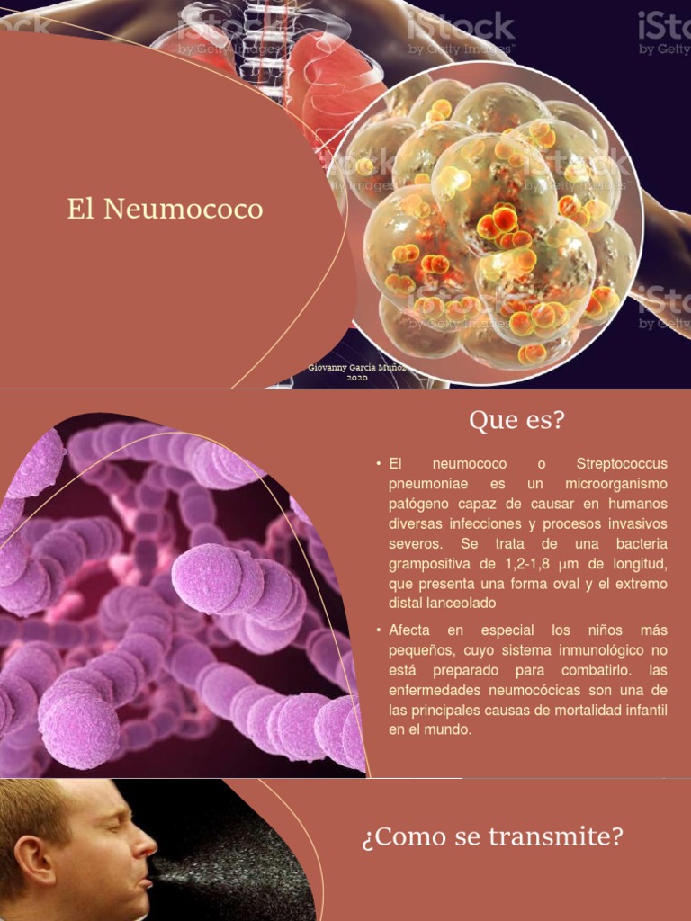 El Neumococo | PDF | Vacunas | Penicilina