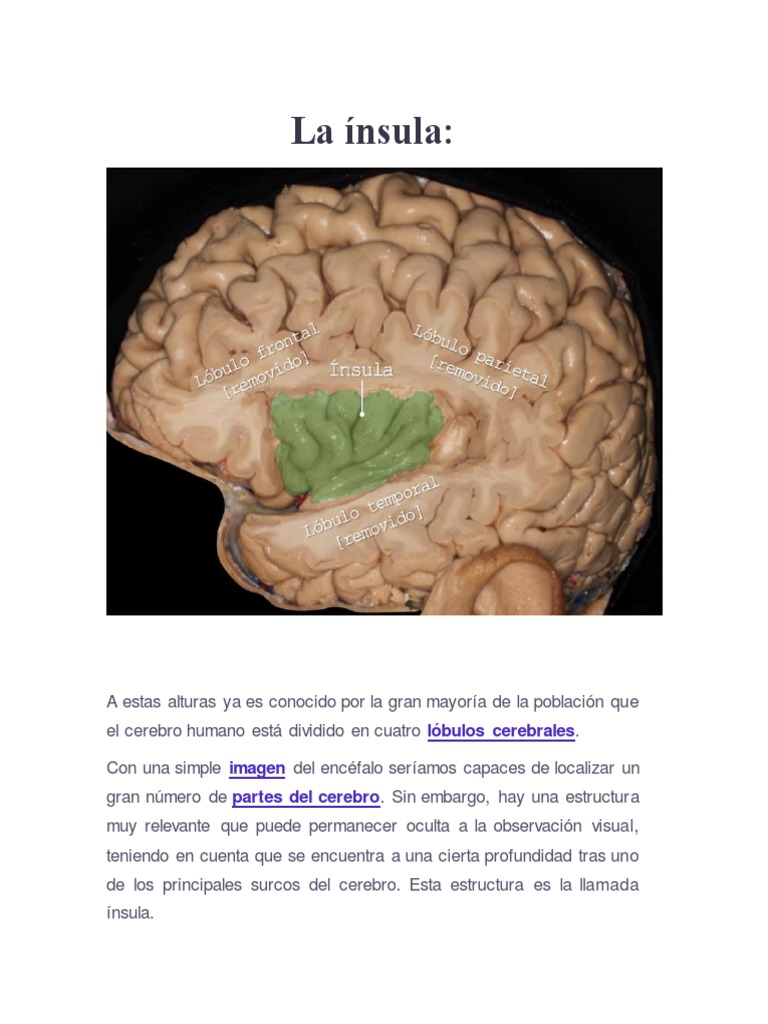 La Ínsula | PDF | Corteza Insular | Cerebro