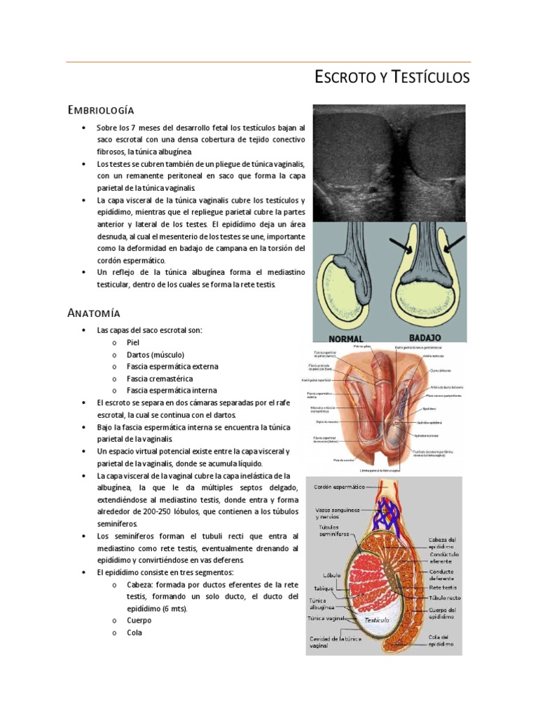 Anatomía y Embriología del Escroto y Testículos | PDF | Neoplasias ...
