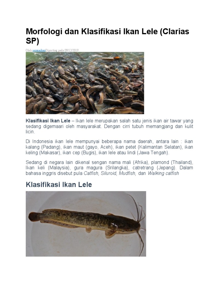 Morfologi Dan Klasifikasi Ikan Lele | PDF
