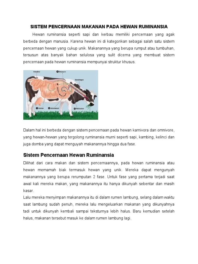 Sistem Pencernaan Makanan Pada Hewan Ruminansia 1 | PDF