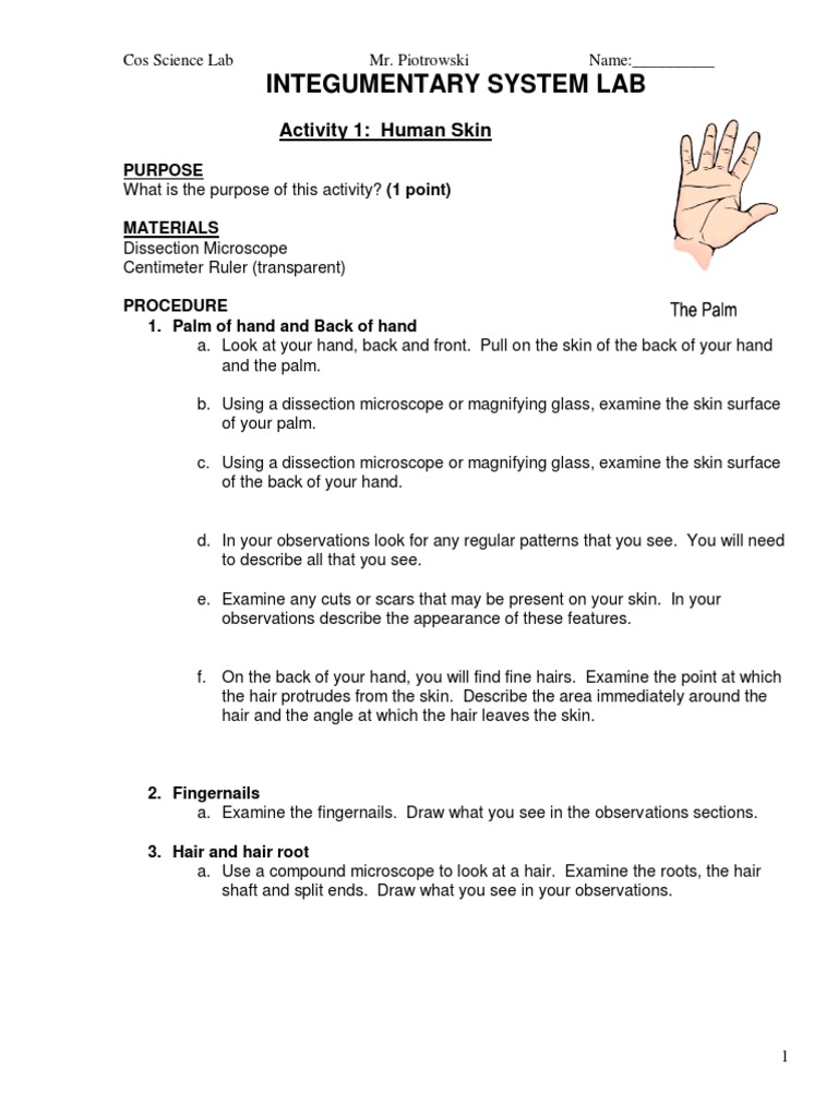 TOTAL Integumentary System Lab | PDF | Skin | Integumentary System