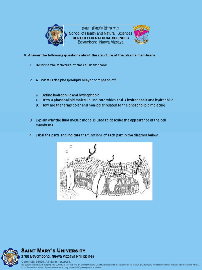 The Structure and Functions of the Cell Membrane: A Lesson on Diffusion ...