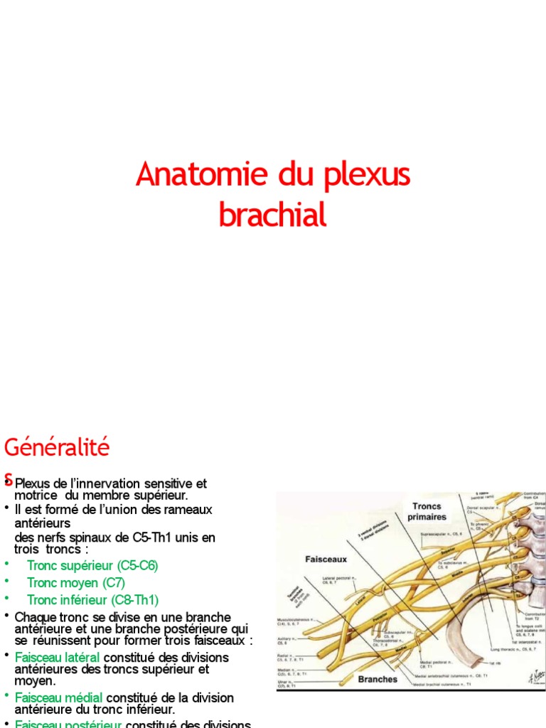 Anatomie et Pathologies du Plexus Brachial | PDF | Neuroanatomie ...
