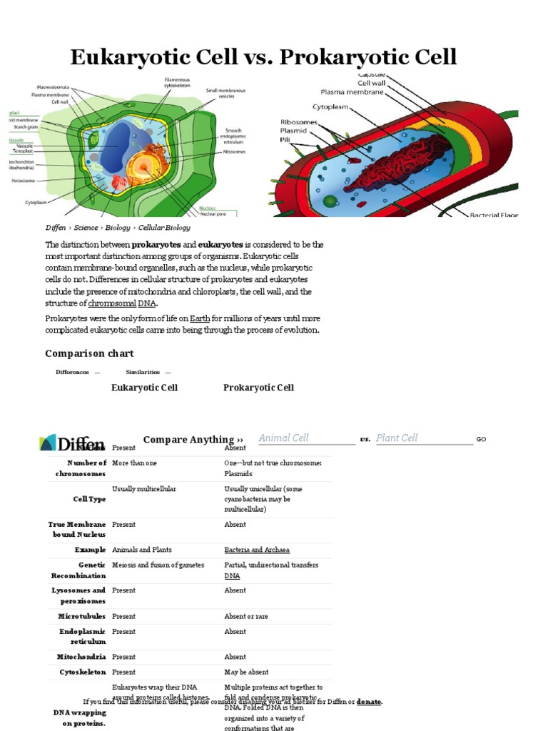 Eukaryotic Cell Vs Prokaryotic Cell - Difference and Comparison ...