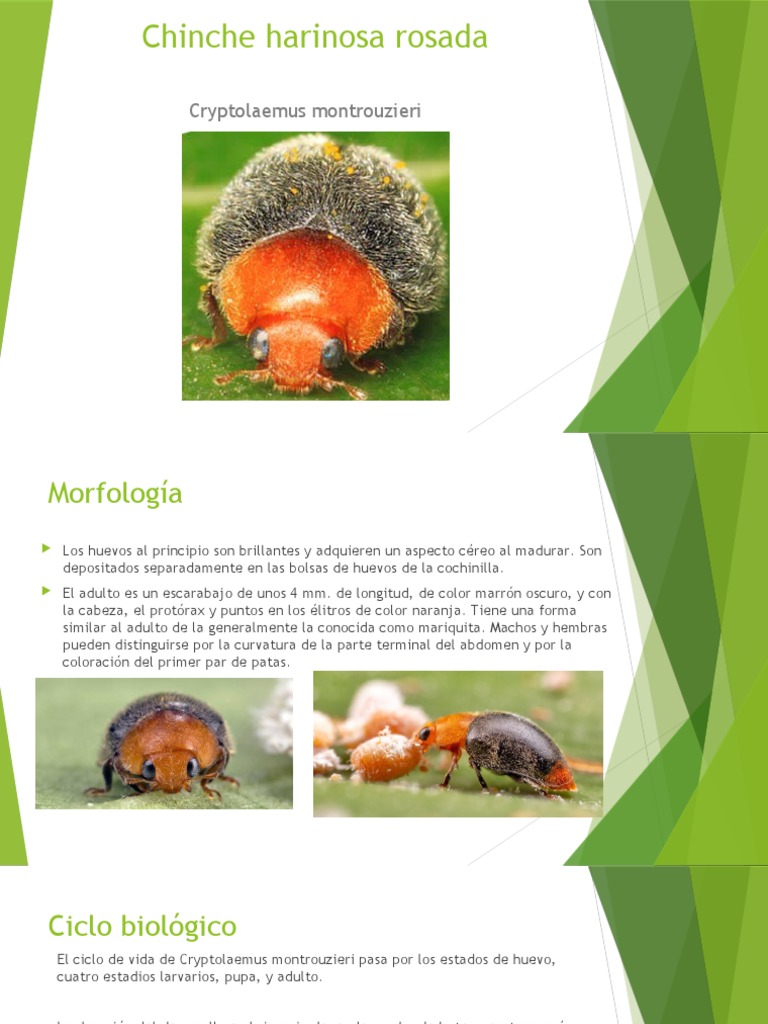 Presentacion Insectos | PDF | Insectos | Organismos