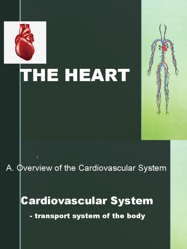 The Heart | PDF