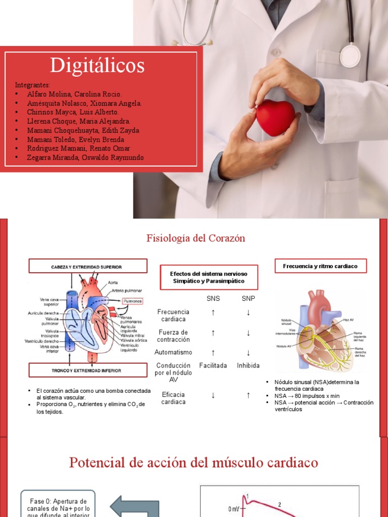 Digitalicos | PDF | Farmacología | Drogas