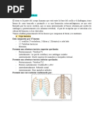 Anatomía de la Región Esternal | PDF | Tórax | Sistema esquelético