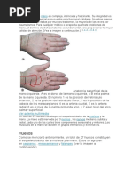 Anatomía de las Falanges de la Mano | PDF | Mano | Articulación