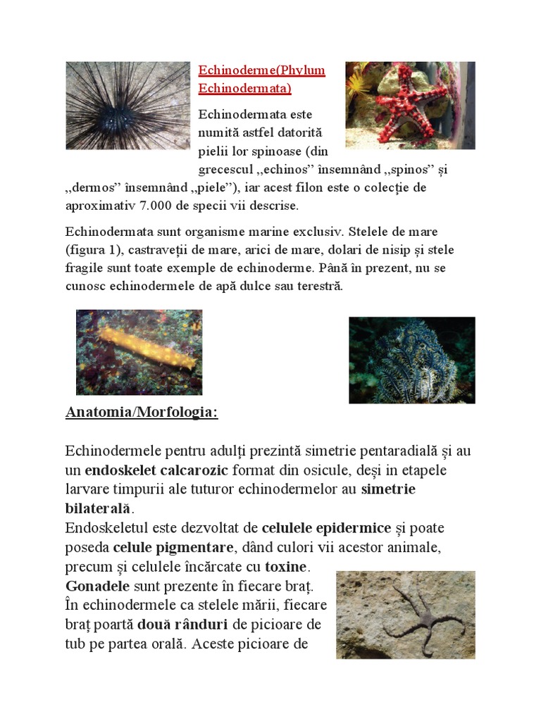 Echinoderm e | PDF