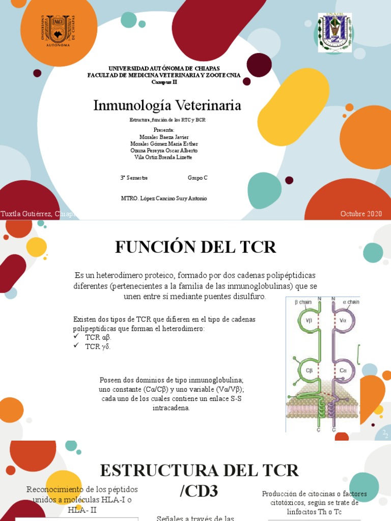 Estructura y función de TCR y BCR | PDF | Célula T | Célula B